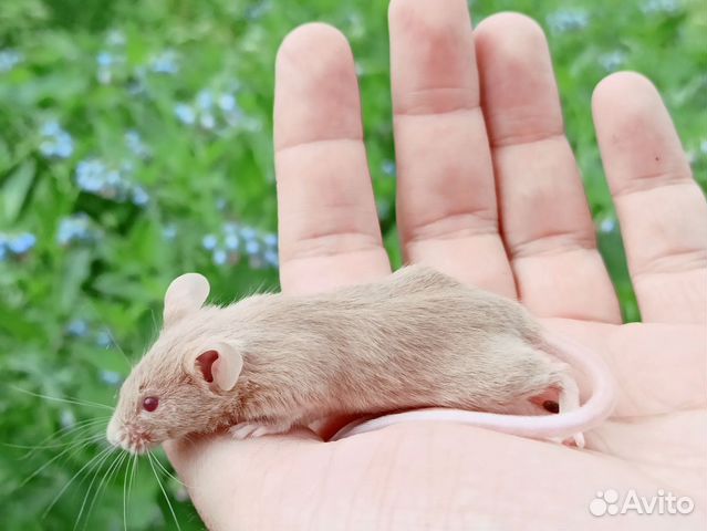 Декоративная мышь самец