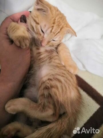 Кошка в дар
