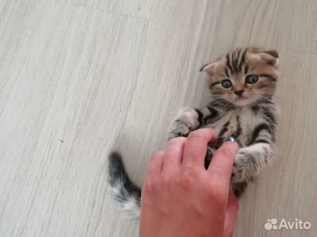 Шотландская вислоушка