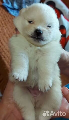 Щенки шпица