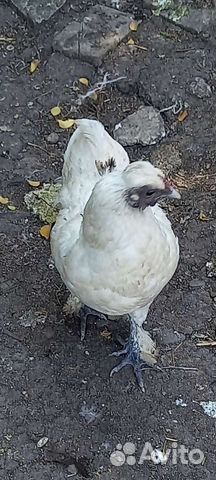 Куры корольки