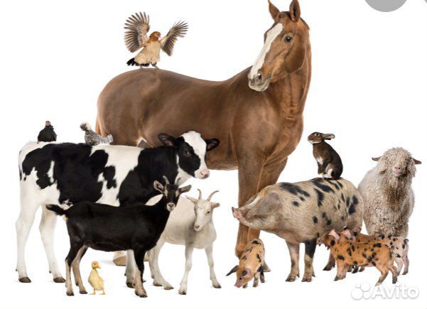 Быки,свиньи живым весом