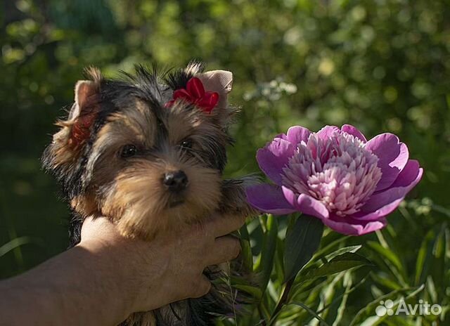 Красивая девочка Злата