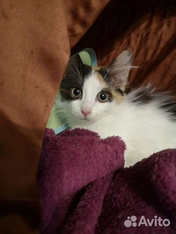 Котенок в добрые руки