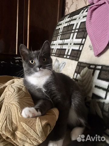 Кошка крысыловка
