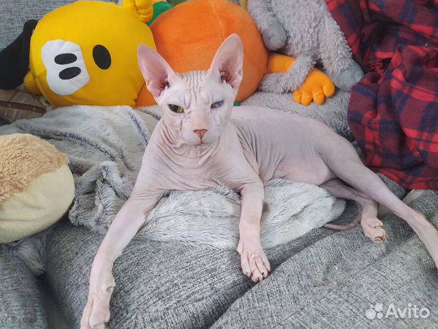 Донской сфинкс в добрые руки