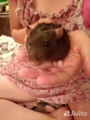 Крыса дамбо бесплатно