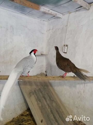 Две пары серебряных фазанов 2020 года