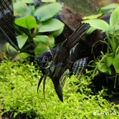 Скалярии отдам даром