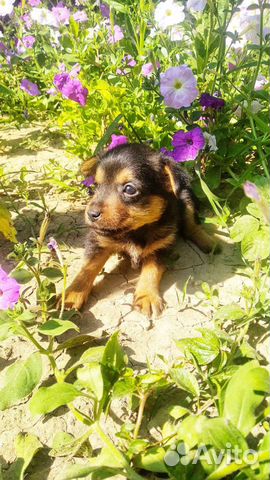 Маленькая собачка