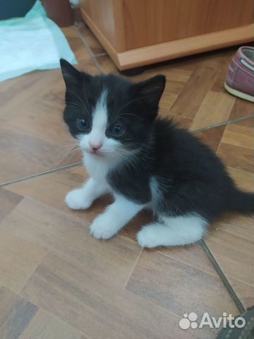 Котенок в добрые руки