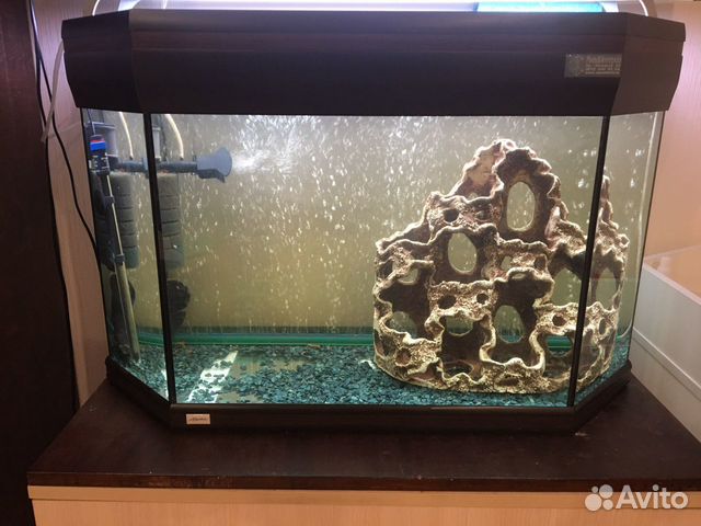 Аквариум 120 литров и астронотус