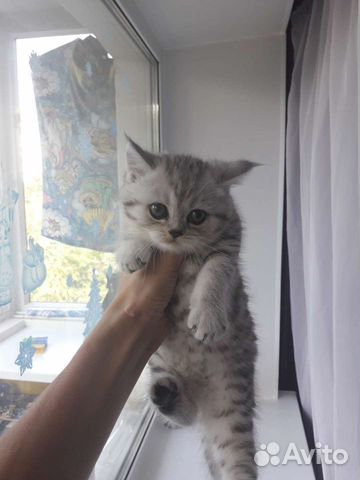 Британские котята