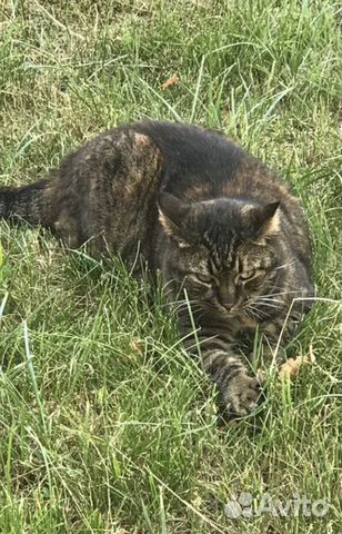 Кошка умняшка ищет дом