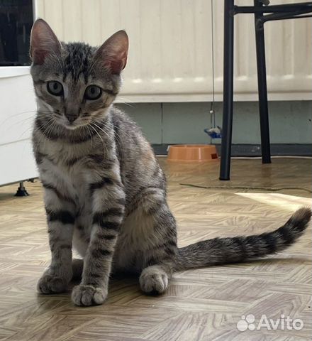 Котенок 3 мес девочка полосатик