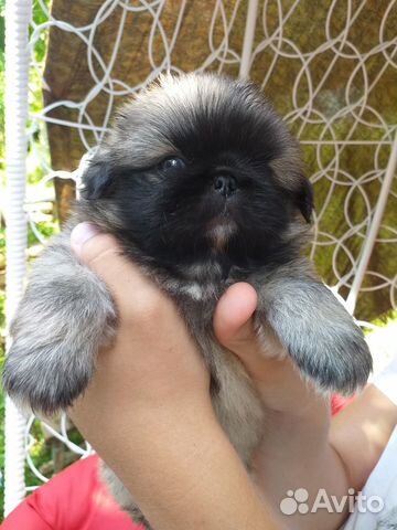 Щенки пекинеса