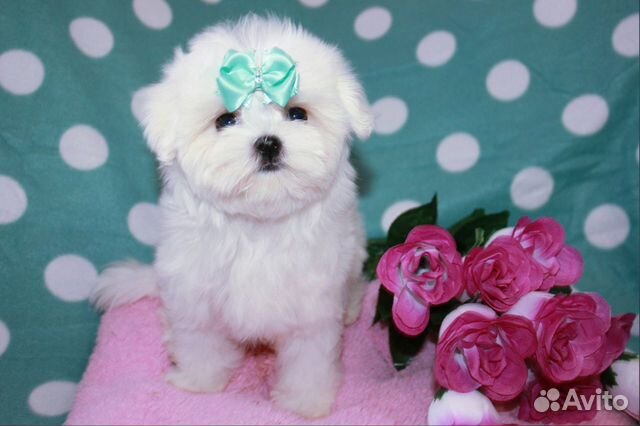 Очаровательная девочка мальтезе 2,5 мес
