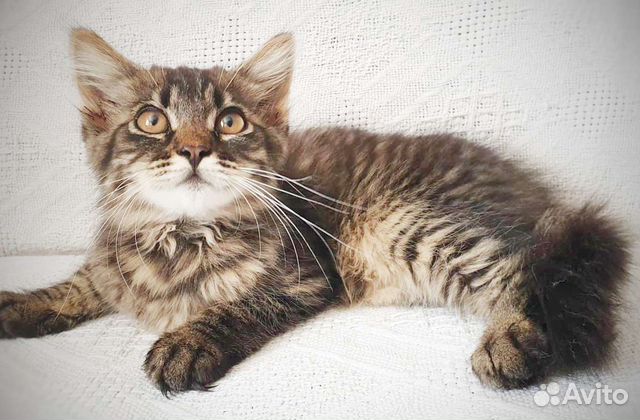 Усат. Полосат. Брутален. Идеален