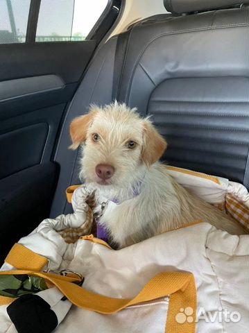 Белла молодая маленькая собачка