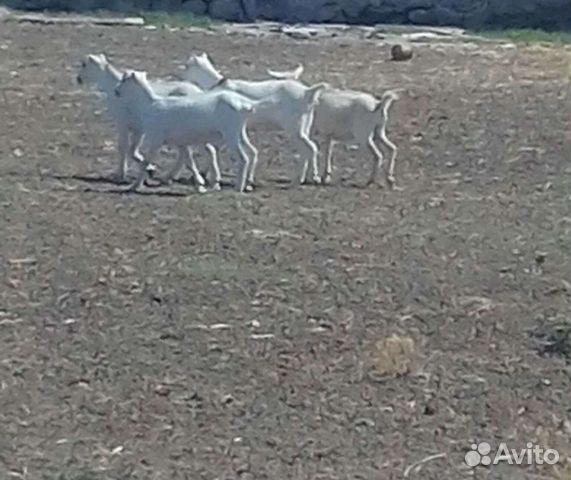 Козы