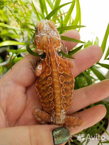 Бородатая агама