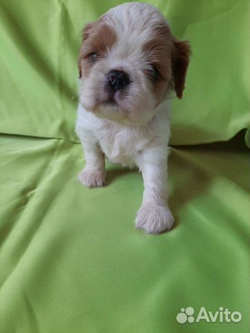 Кинг Чарльз Спаниель