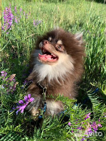 Померанский шпиц