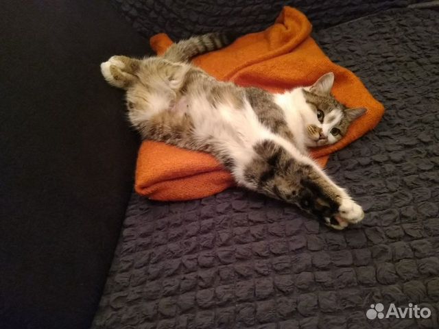 Кошка-Глаша