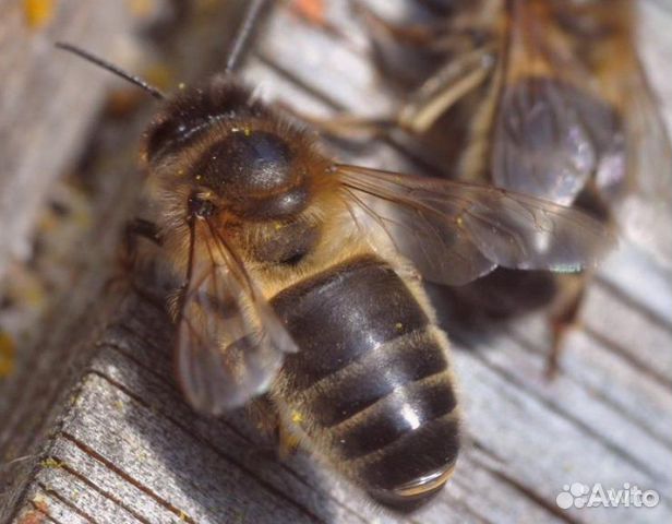 Пчелы среднерусской породы