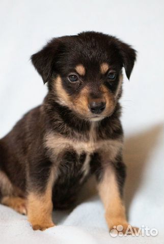 Очаровательный щенок Расти ждёт любящую семью