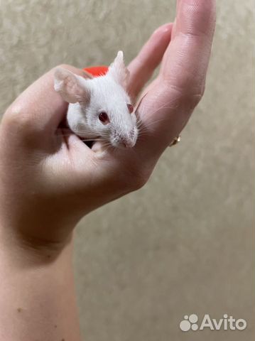 Две мыши девочки