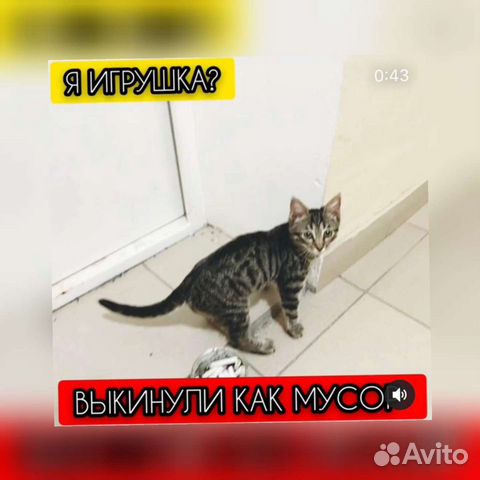 Котёнок в добрые руки, в дар