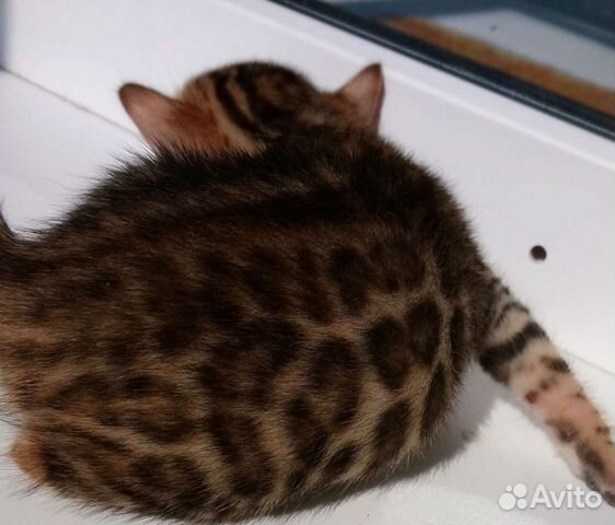 Бенгальские малыши