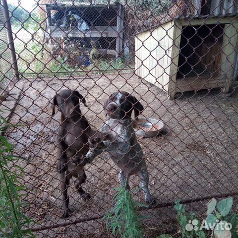 Щенки курцхаара