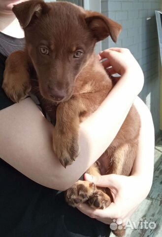 Собаки бесплатно в добрые руки