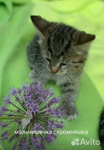 Котёнок Матвейка