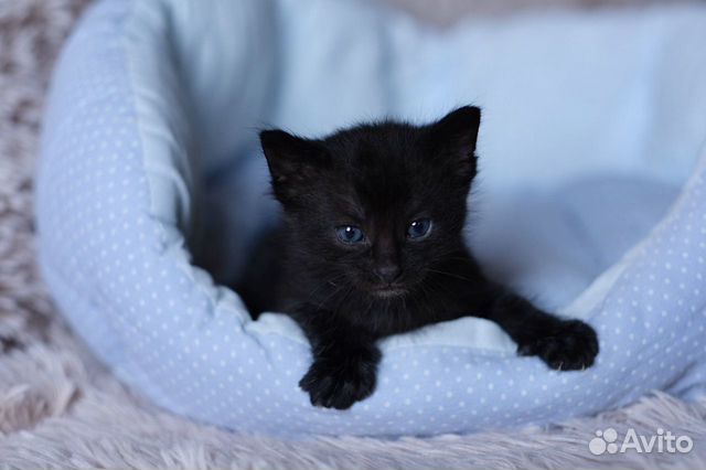 Котята в поисках дома