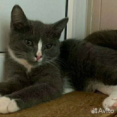 Котёнок Твикс в добрые руки