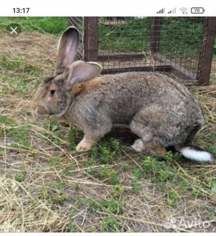 Самки и самец кролики