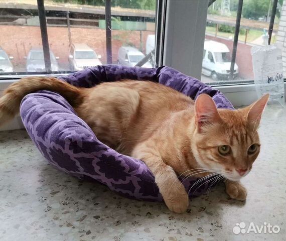 Кошка в дар