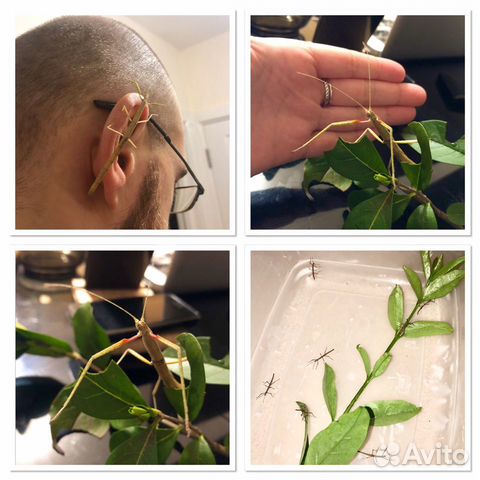 Палочник индийский