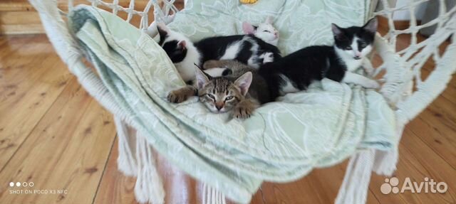 Котята в добрые руки