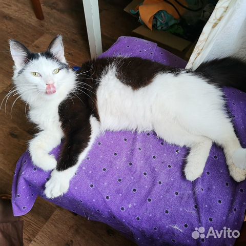 Котенок ищет дом