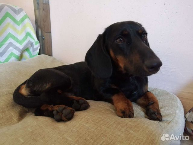 Отдам Таксу