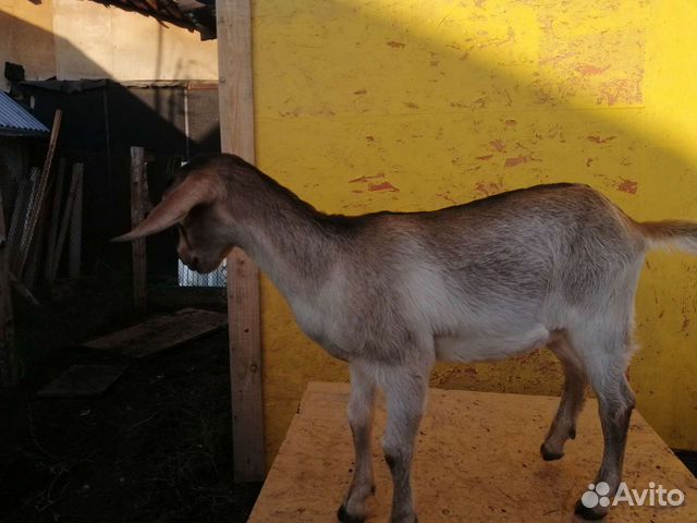 Коза альпо нубийская