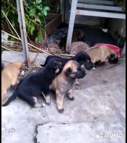 7 щенков, им 1 месяц, с доставкой