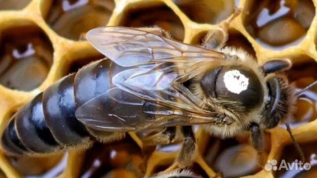 Матка пчела карпатка