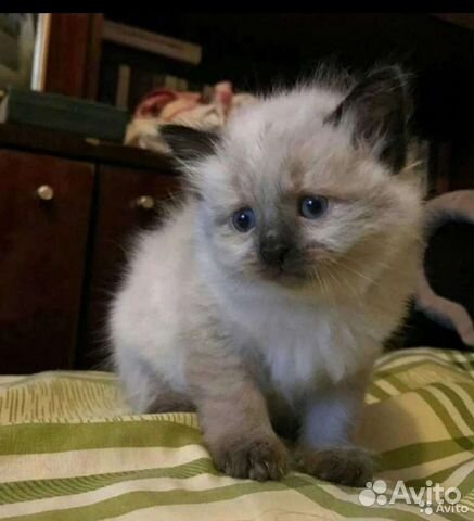 Котенок невская маскарадная