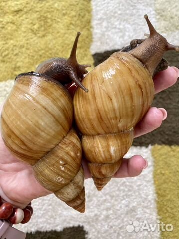 Улитки ахатина фулика