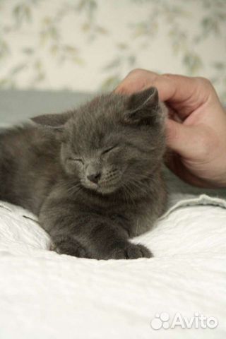 Котята в добрые руки бесплатно